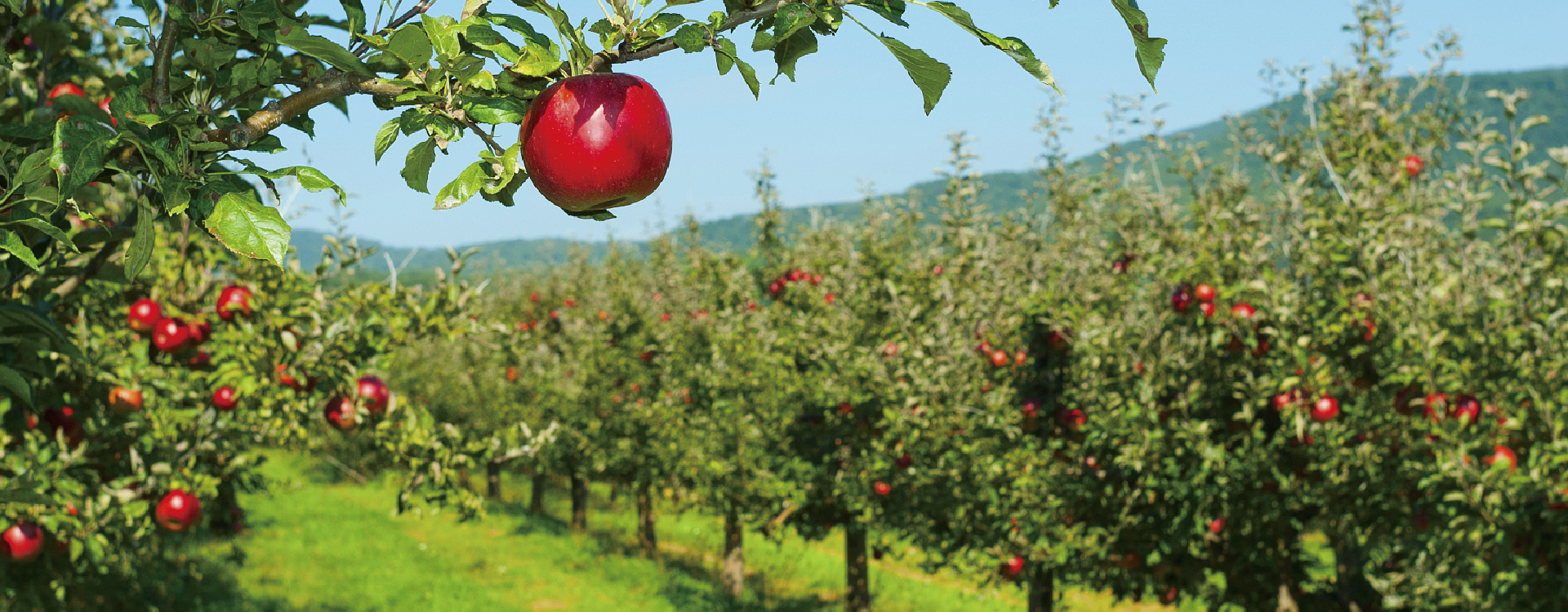 Unmanned Orchard Solutions - Smart Agriculture - Thirty-Three